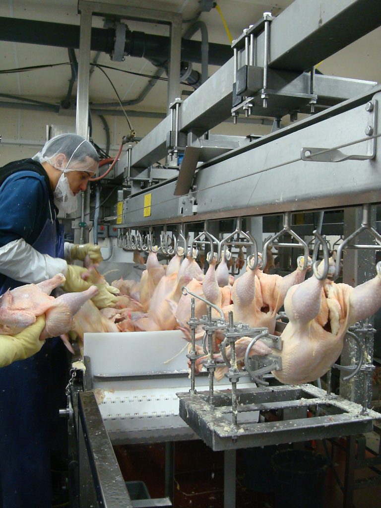 Chicken Process 1 | US Ergonomics